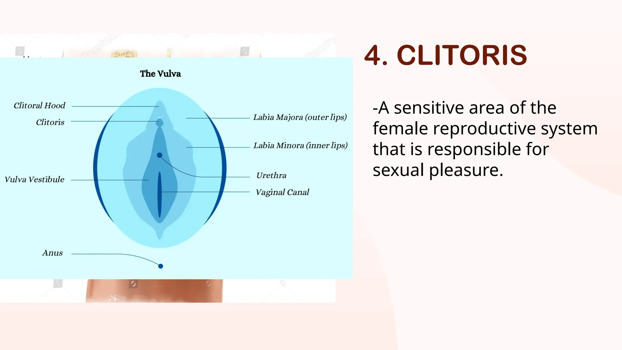 The Female Reproductive System.presenatation | PPTX