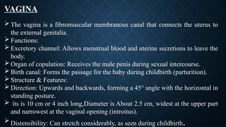 Female reproductive system and health.pptx