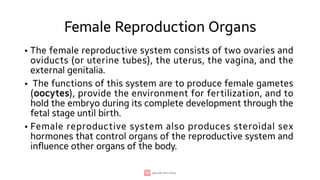 The Female Reproductive System-Nurses.pdf