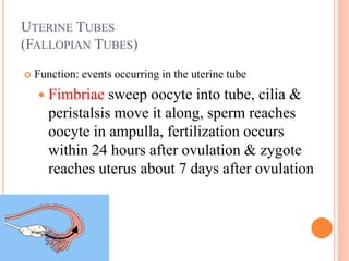 The Female Reproductive System 2.ppt | Pregnancy | Reproductive Health