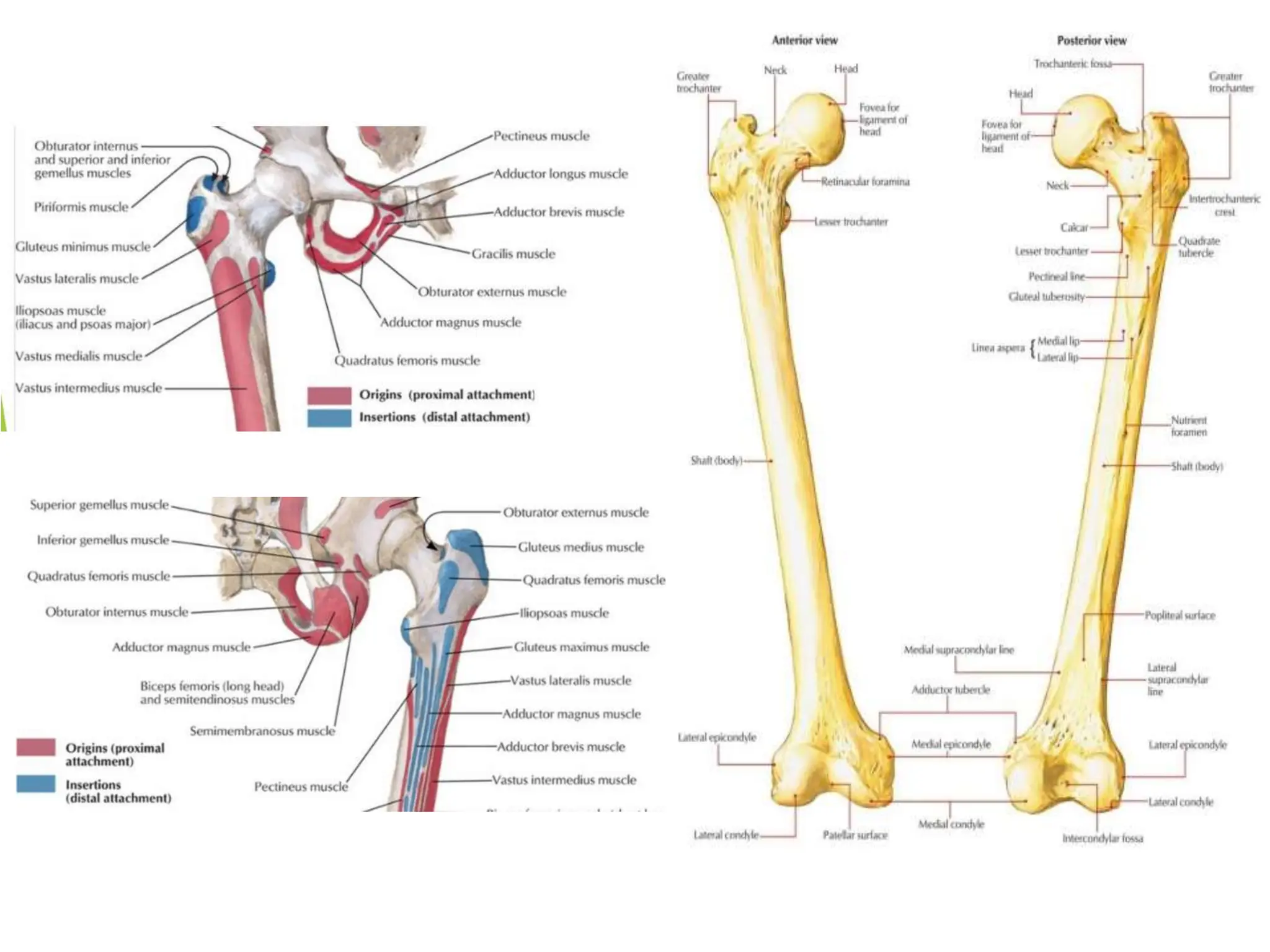 The anatomy of Femur features and attachments.pptx