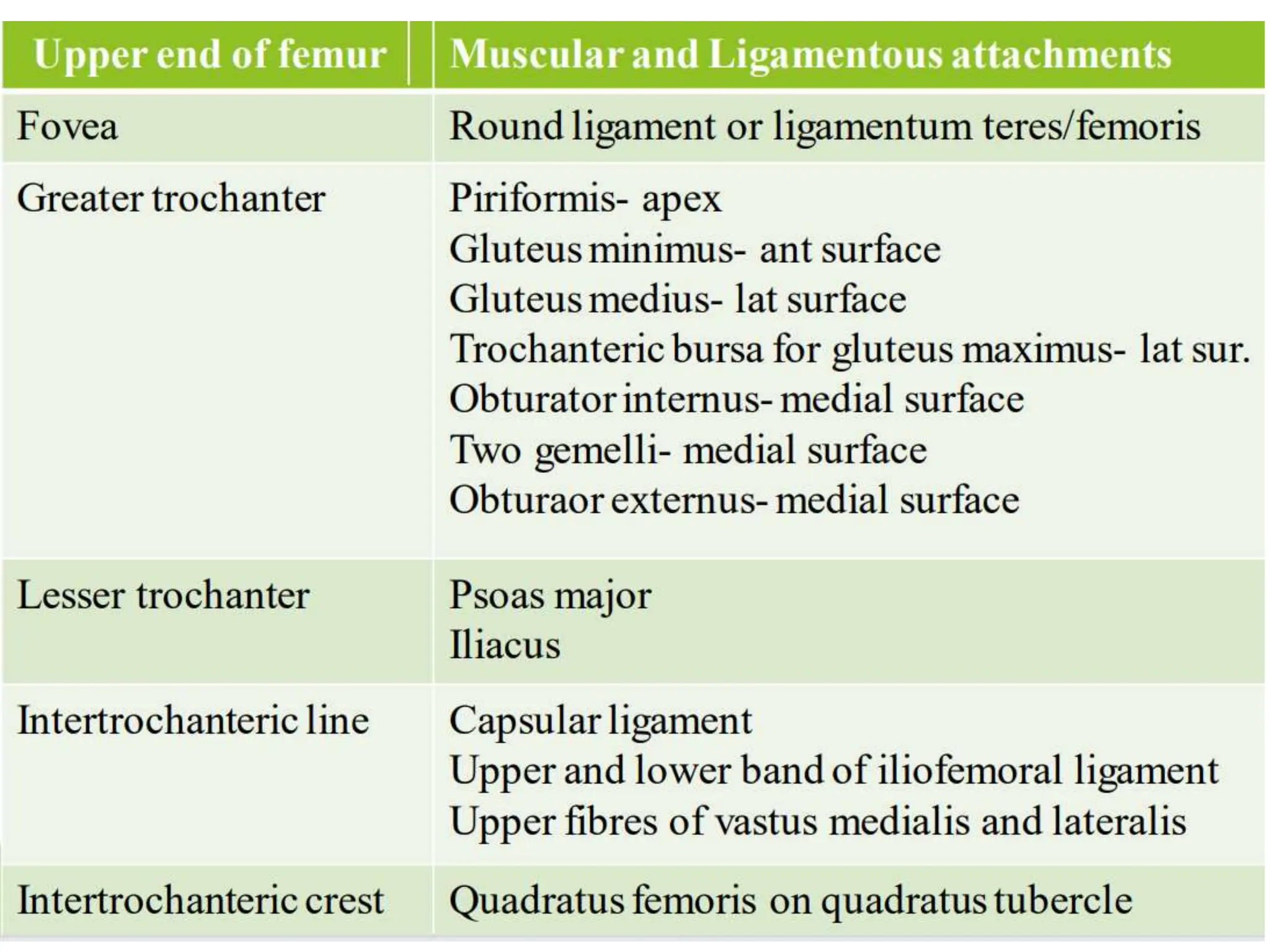 The anatomy of Femur features and attachments.pptx