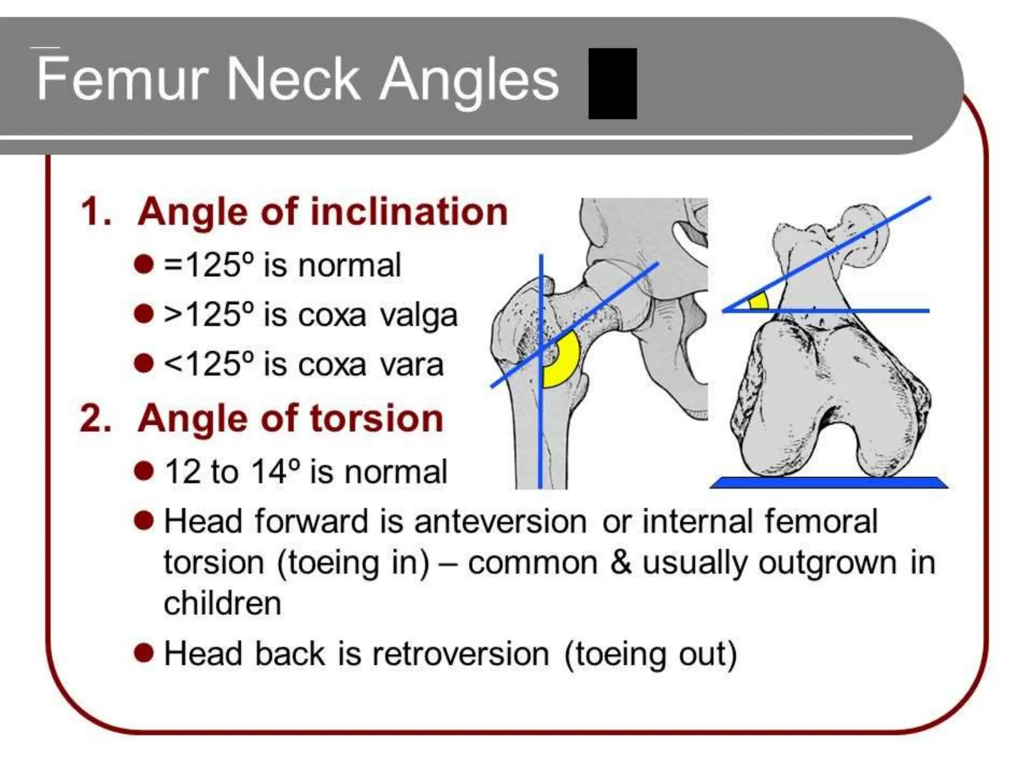 The anatomy of Femur features and attachments.pptx