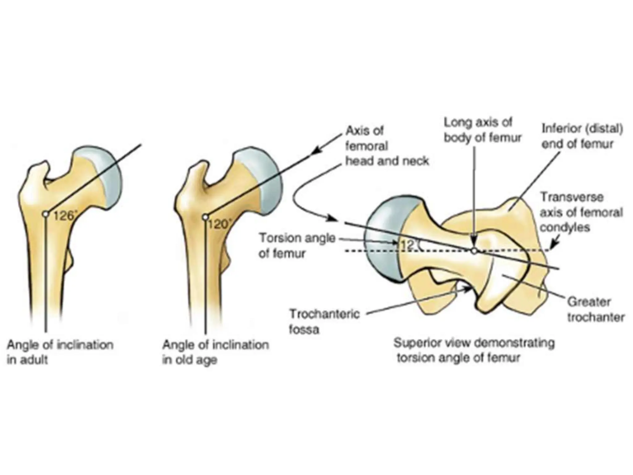 The anatomy of Femur features and attachments.pptx