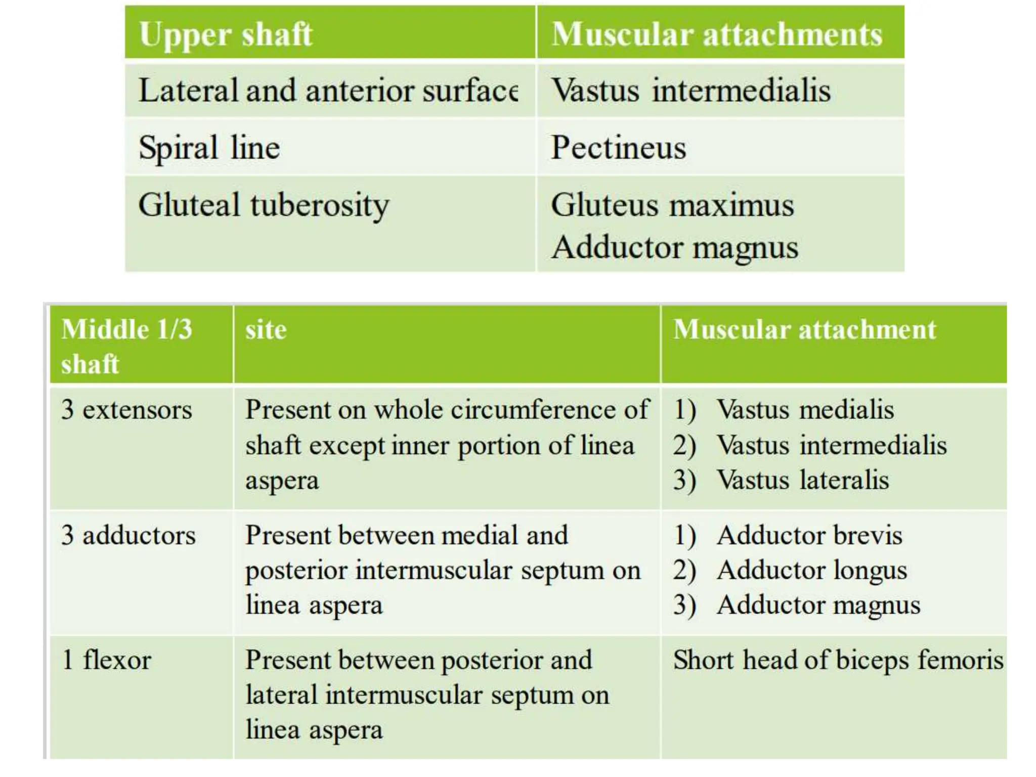 The anatomy of Femur features and attachments.pptx