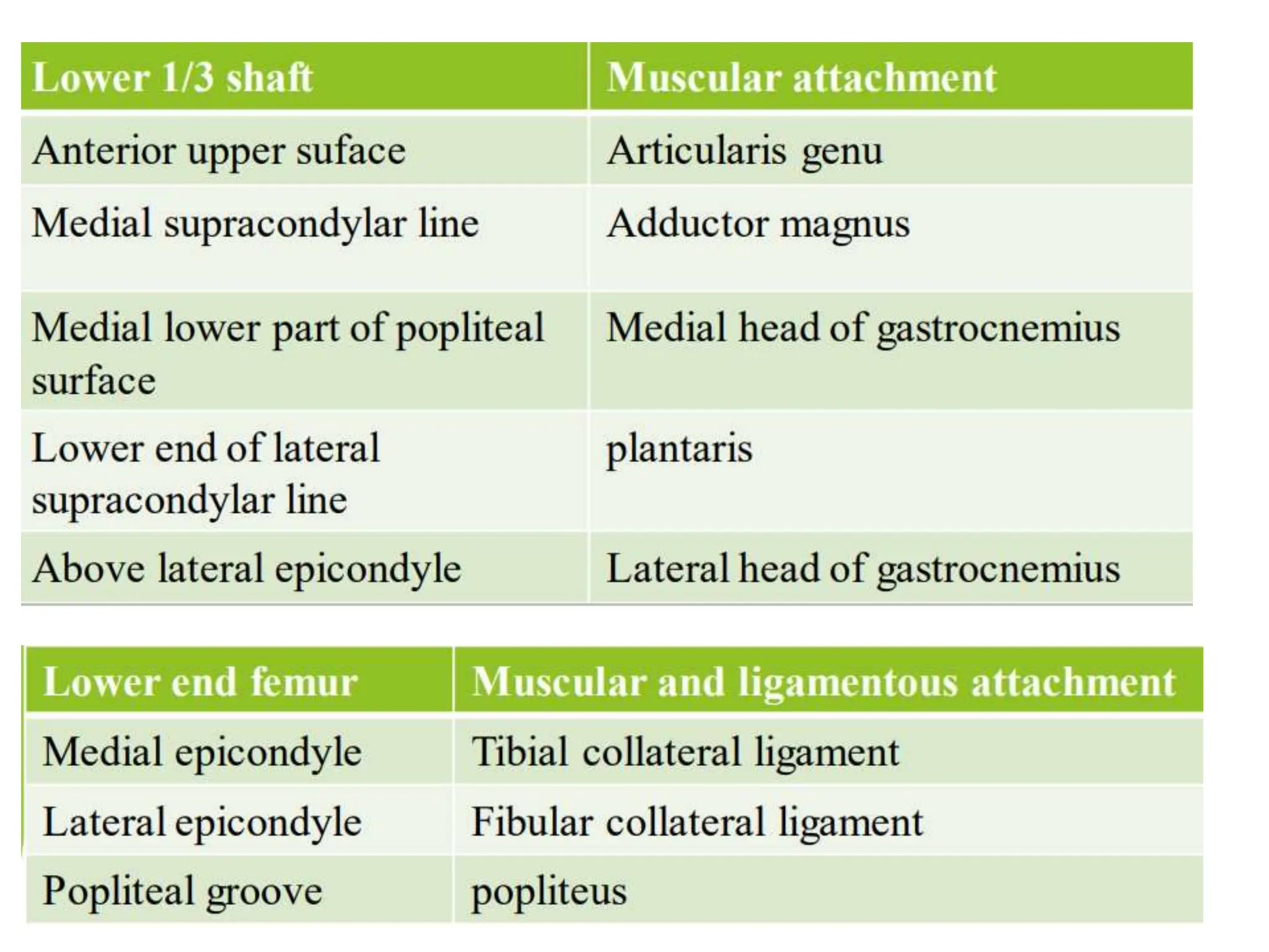 The anatomy of Femur features and attachments.pptx