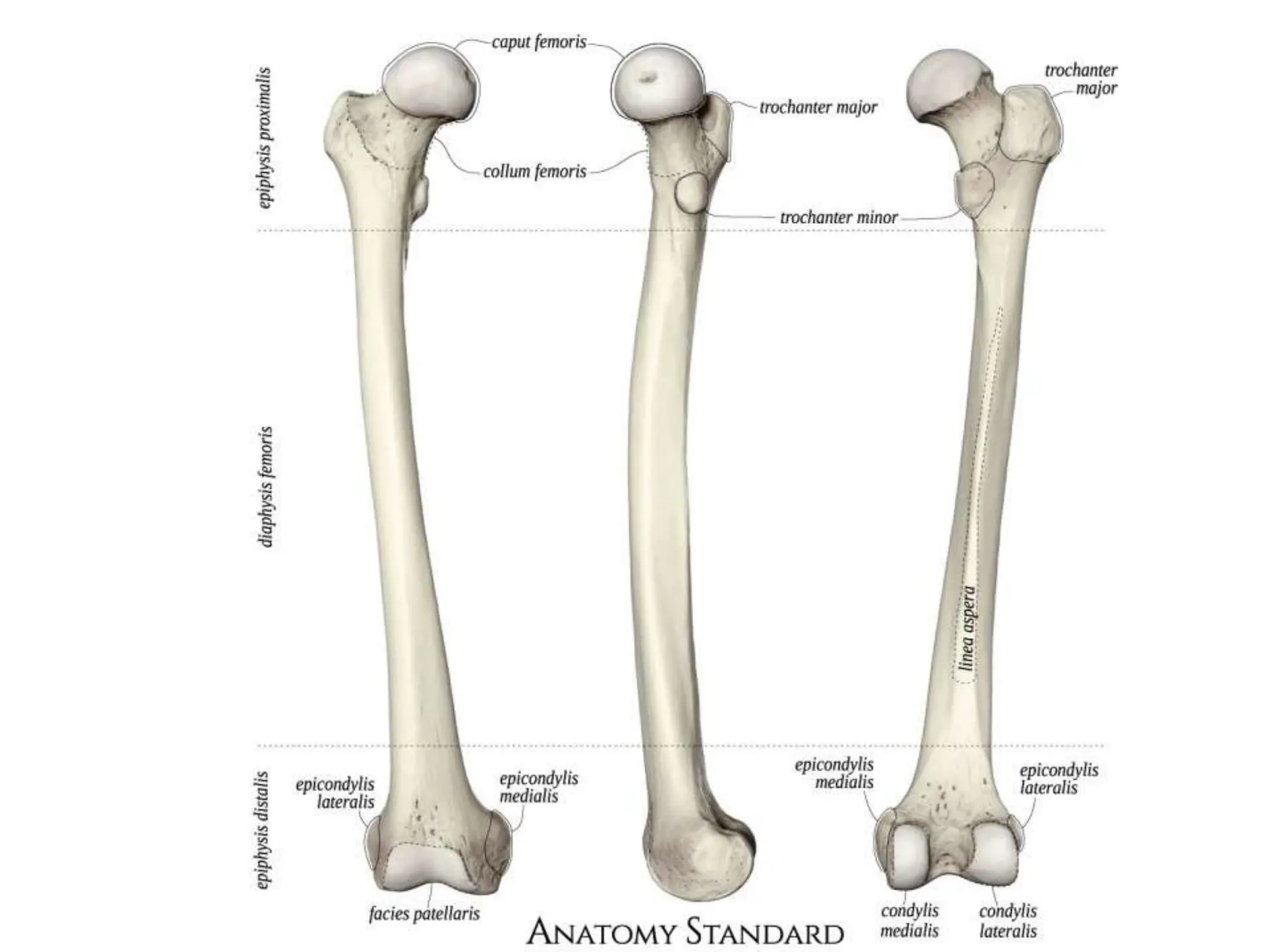 The anatomy of Femur features and attachments.pptx