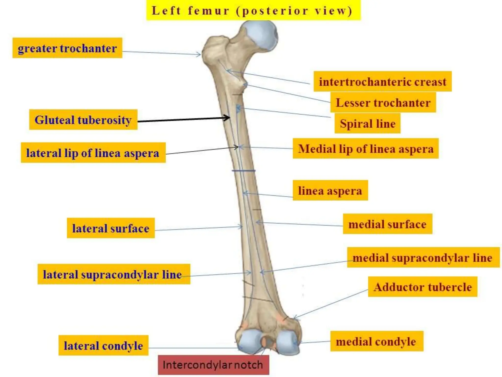 The anatomy of Femur features and attachments.pptx