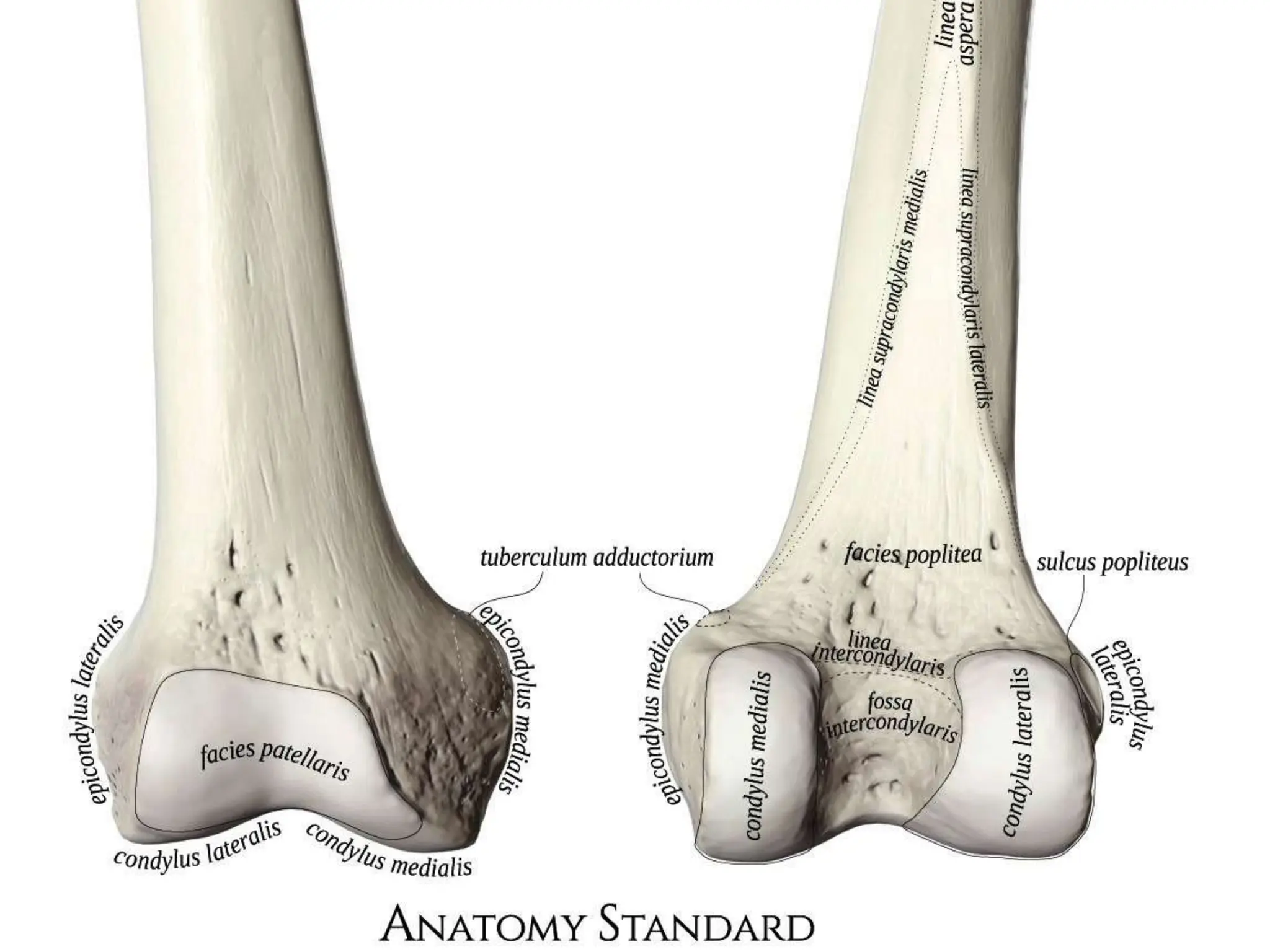 The anatomy of Femur features and attachments.pptx