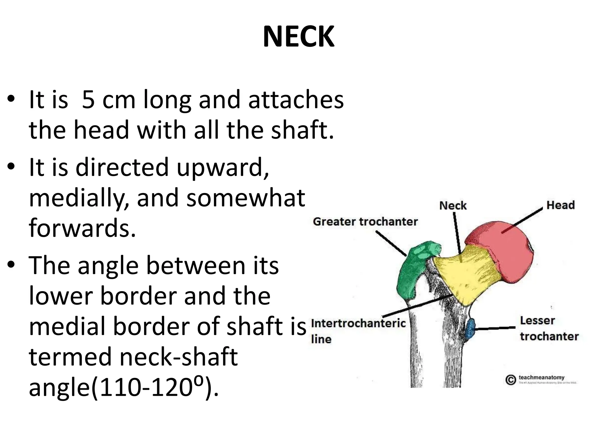 The anatomy of Femur features and attachments.pptx