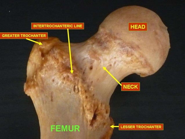 The anatomy of Femur features and attachments.pptx