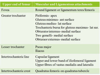 The anatomy of Femur features and attachments.pptx