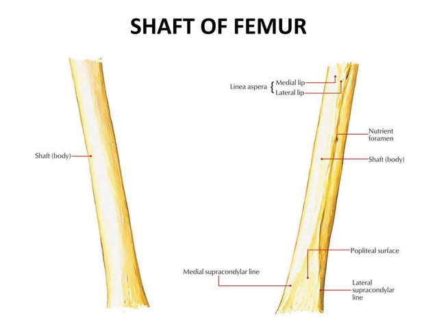 The anatomy of Femur features and attachments.pptx