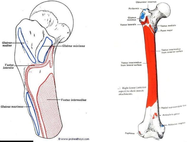 The anatomy of Femur features and attachments.pptx
