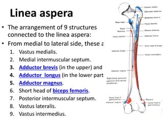 The anatomy of Femur features and attachments.pptx