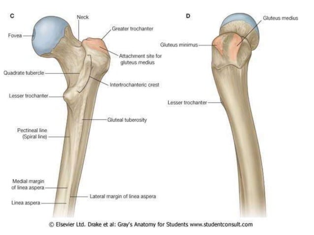 The anatomy of Femur features and attachments.pptx