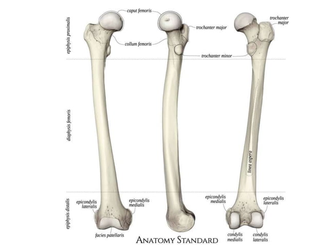The anatomy of Femur features and attachments.pptx