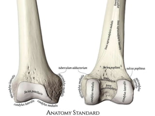 The anatomy of Femur features and attachments.pptx