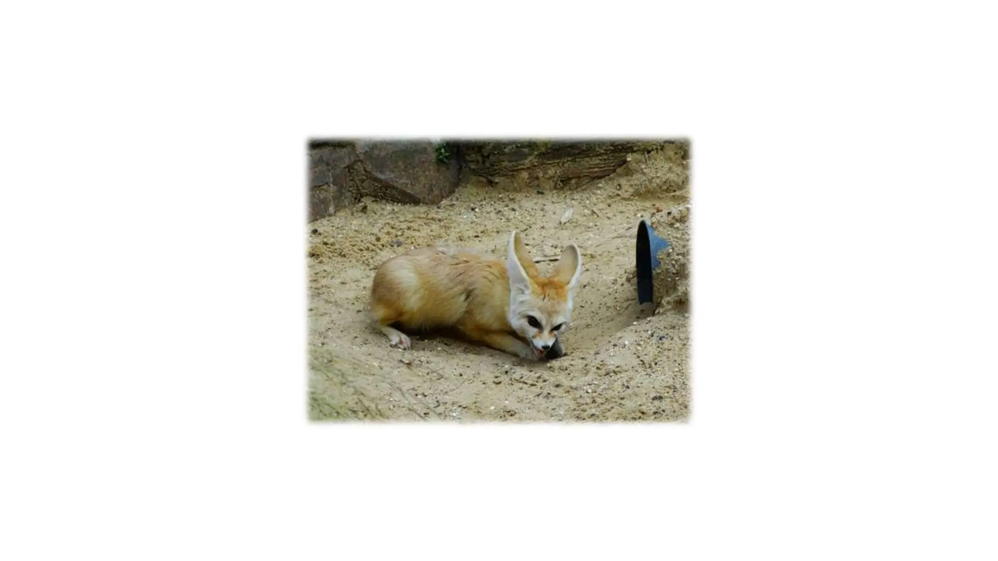the_fennec_fox presentation by Krishna.pptx