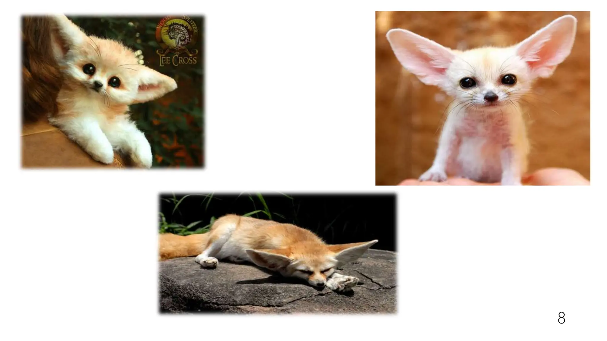 the_fennec_fox presentation by Krishna.pptx