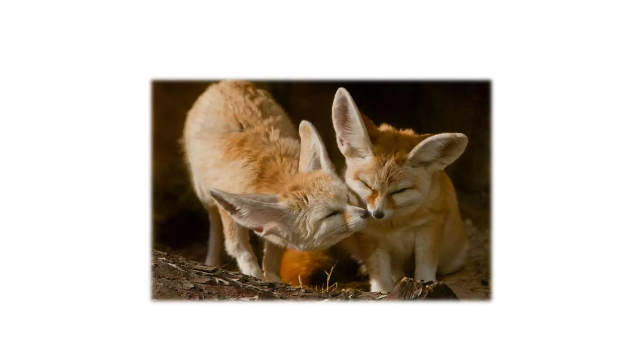 the_fennec_fox presentation by Krishna.pptx