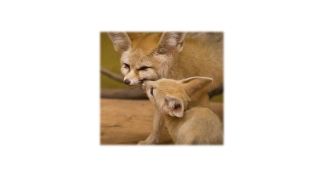 the_fennec_fox presentation by Krishna.pptx