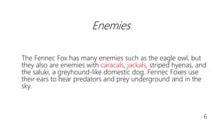 the_fennec_fox presentation by Krishna.pptx