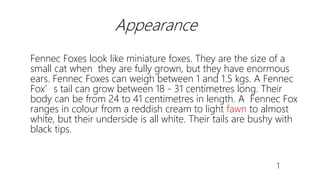 the_fennec_fox presentation by Krishna.pptx