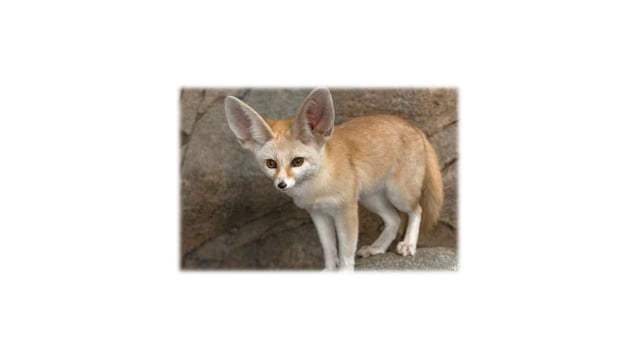 the_fennec_fox presentation by Krishna.pptx