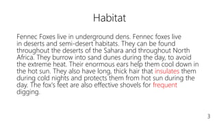 the_fennec_fox presentation by Krishna.pptx