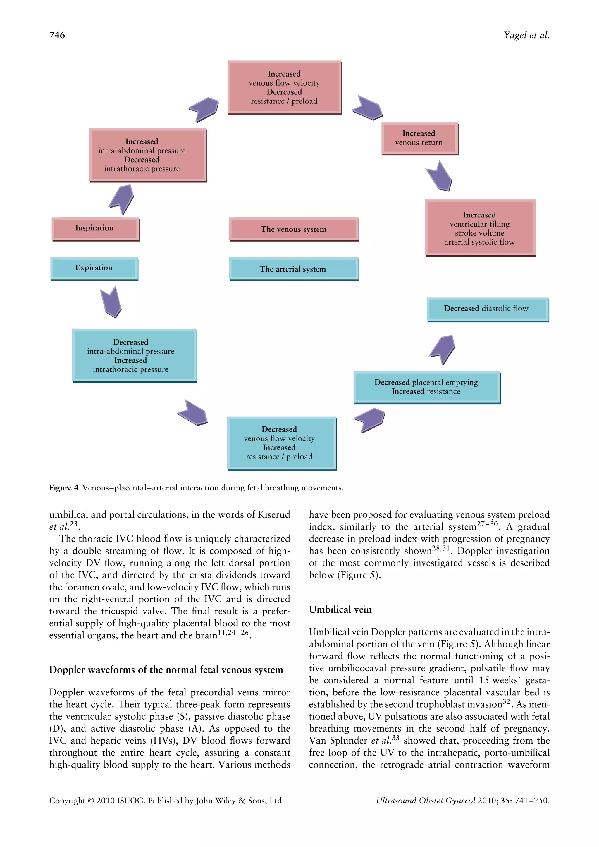 The fetal venous system part i | PDF