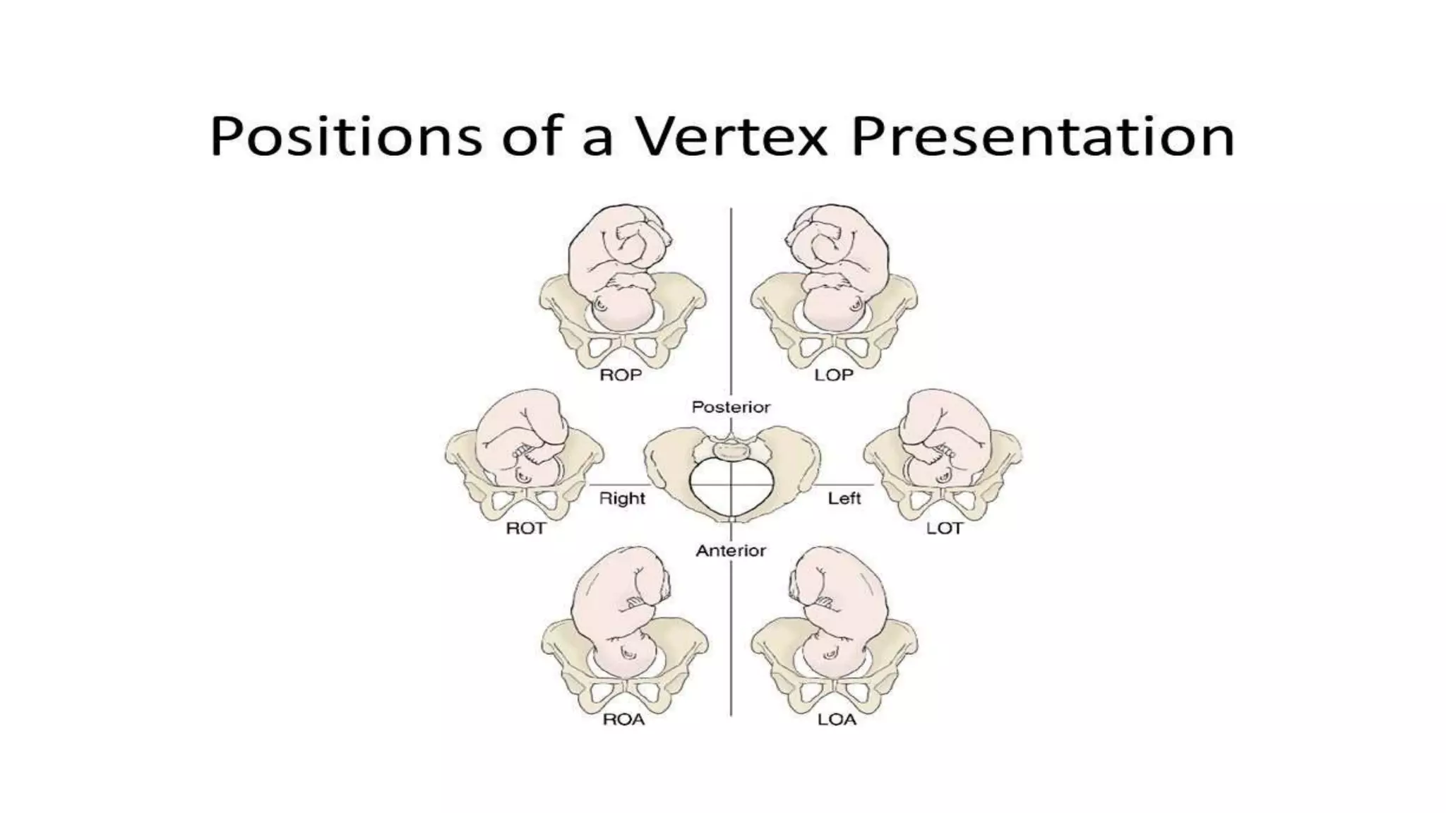 The fetus in-utero ppt | PPTX