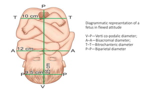 The fetus in-utero ppt | PPTX