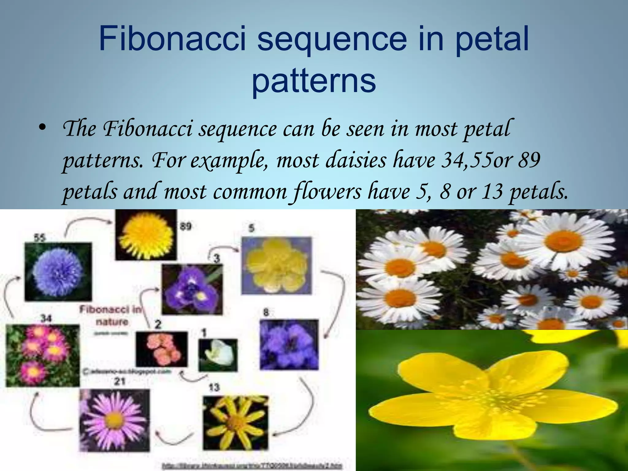 The fibonacci sequence | PPTX | Physics | Science
