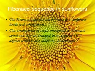 The fibonacci sequence | PPTX | Physics | Science
