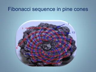 The fibonacci sequence | PPTX