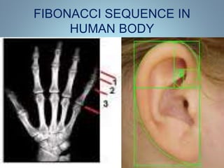 The fibonacci sequence | PPTX