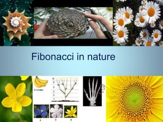 The fibonacci sequence | PPTX