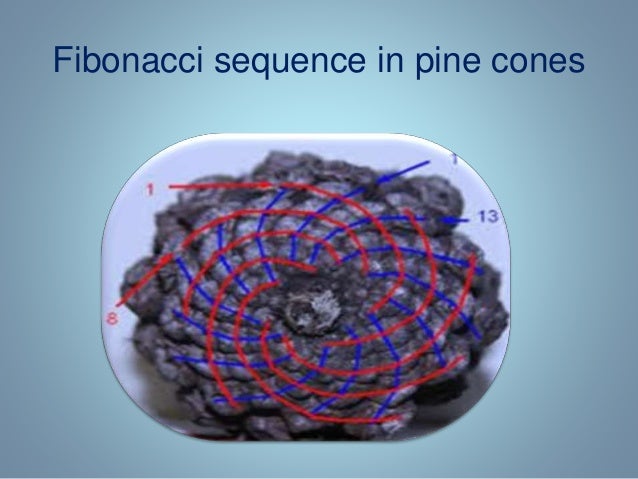 The fibonacci sequence