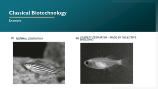 The Field of Biotechnology.pptx