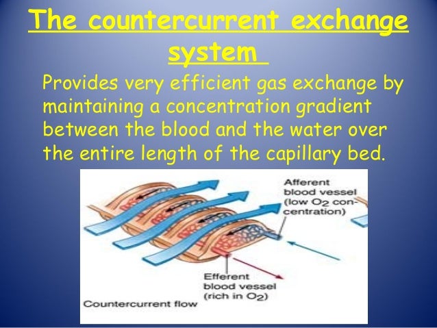 Fishes Zoology Report