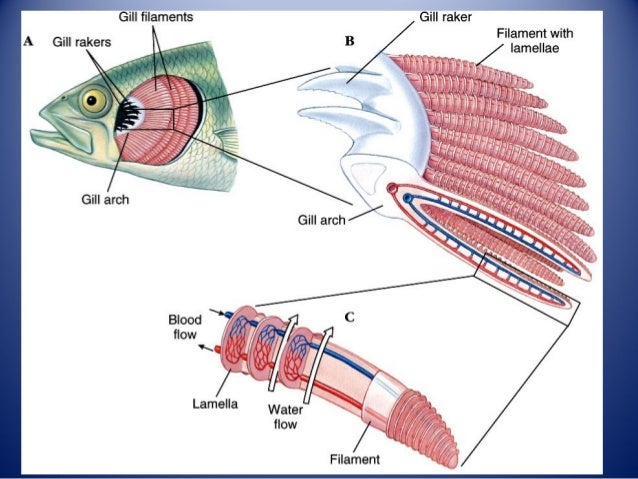 Fishes Zoology Report