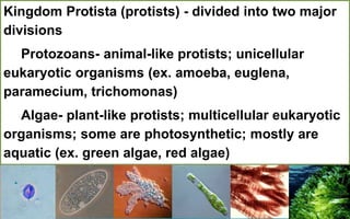 Hierarchy of Living Things | PPTX