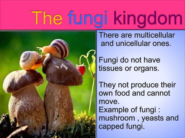 The five kingdoms science alex y andrea | PPT