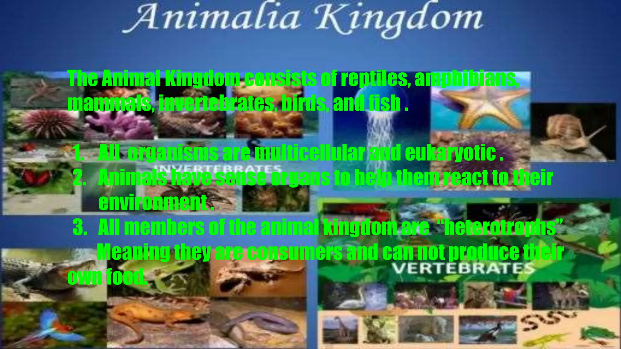 The Five Kingdoms | PPTX