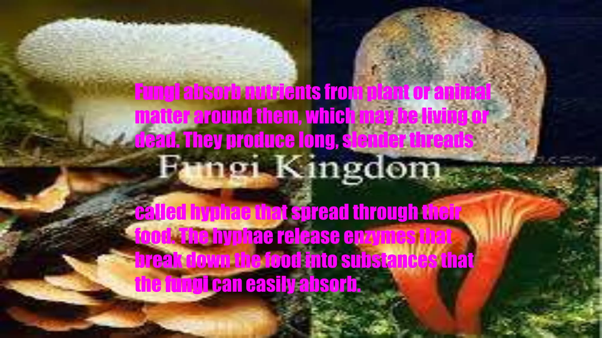 The Five Kingdoms | PPTX