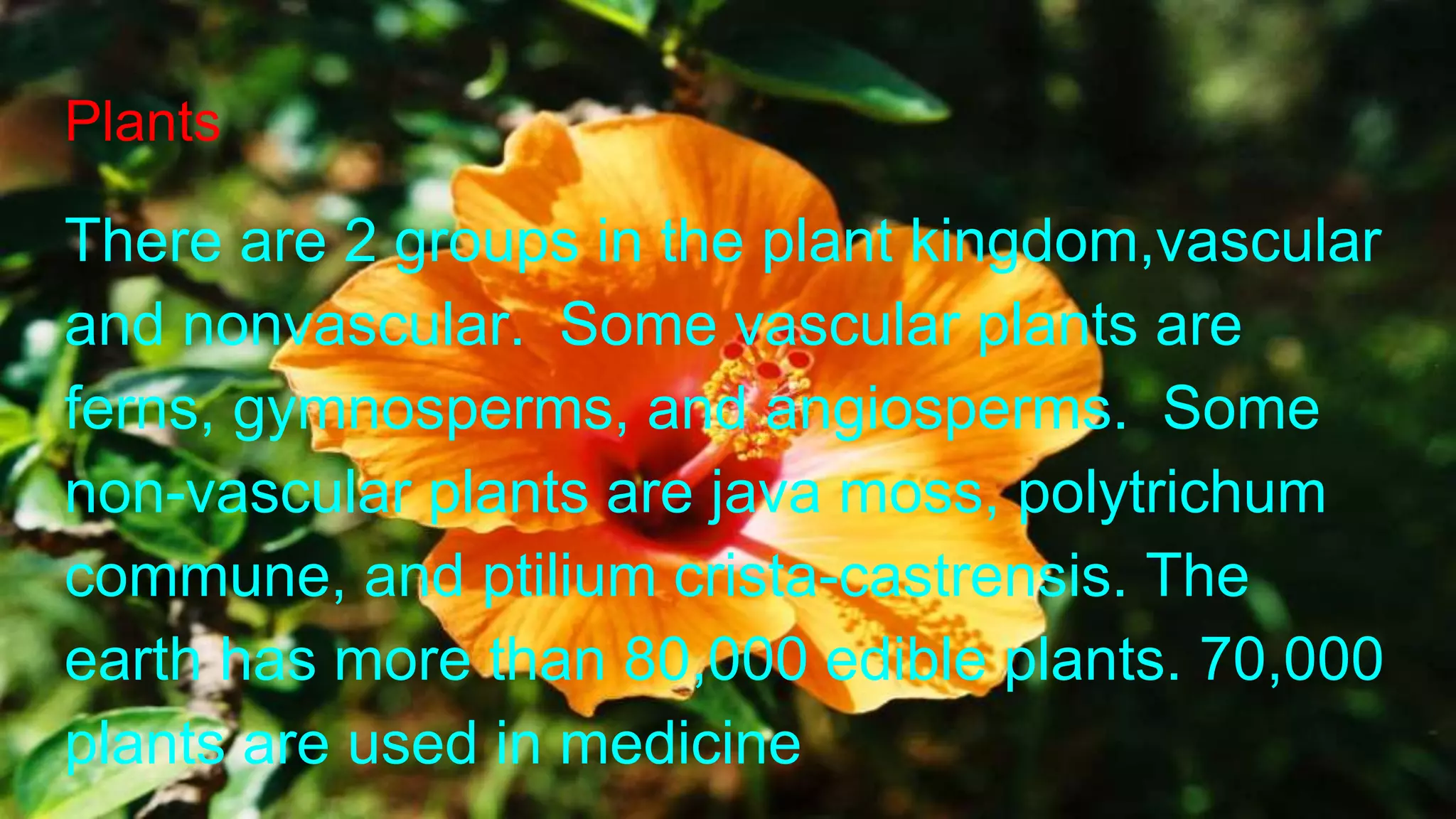 The Five Kingdoms | PPT