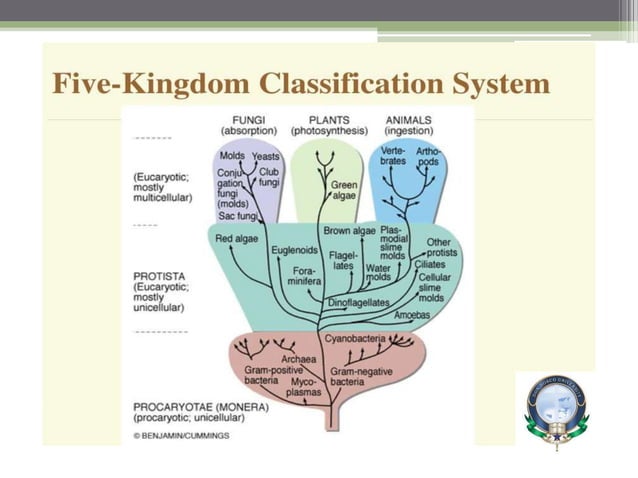The five kingdom system | PPTX | Biological Sciences | Science