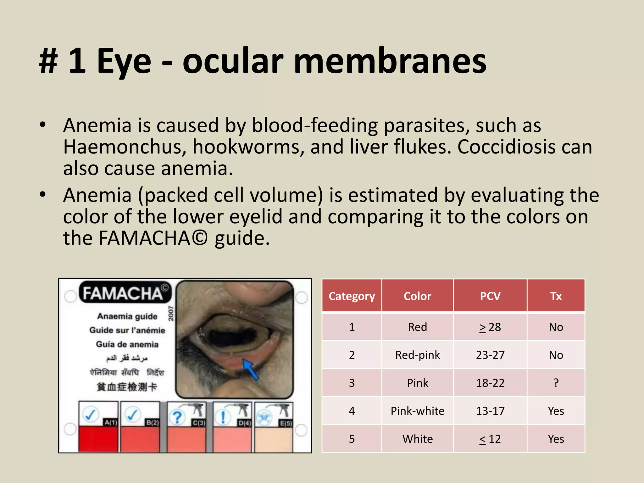 The Five Point Check® | PPTX
