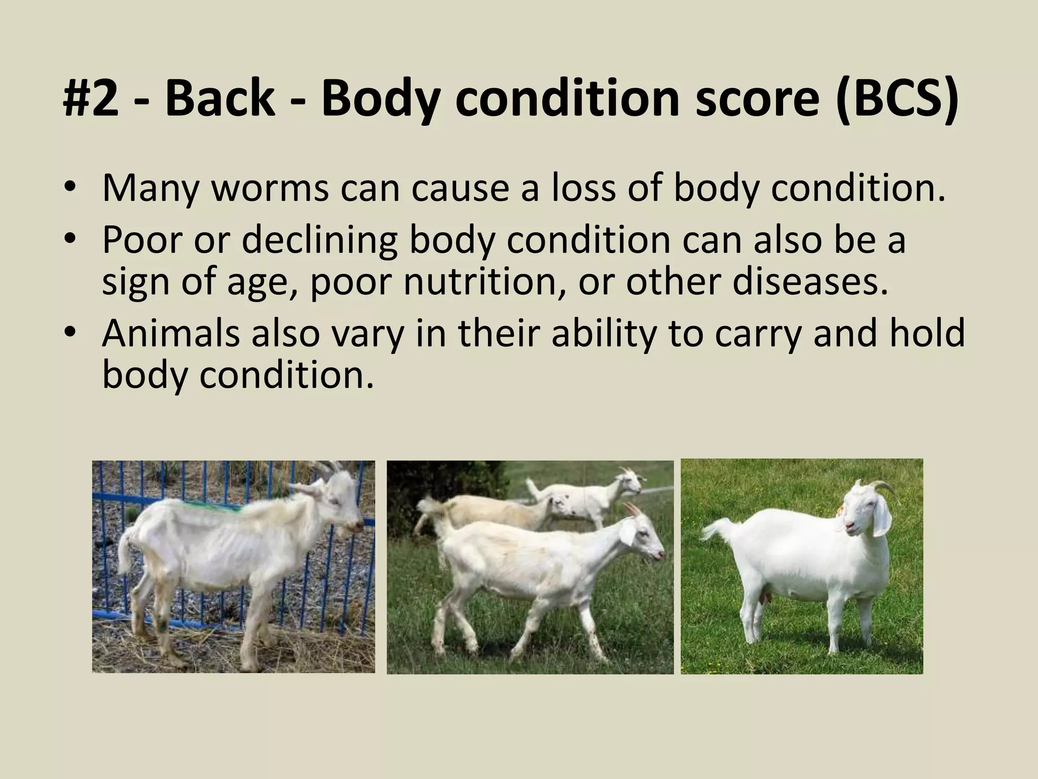 The Five Point Check® | PPTX